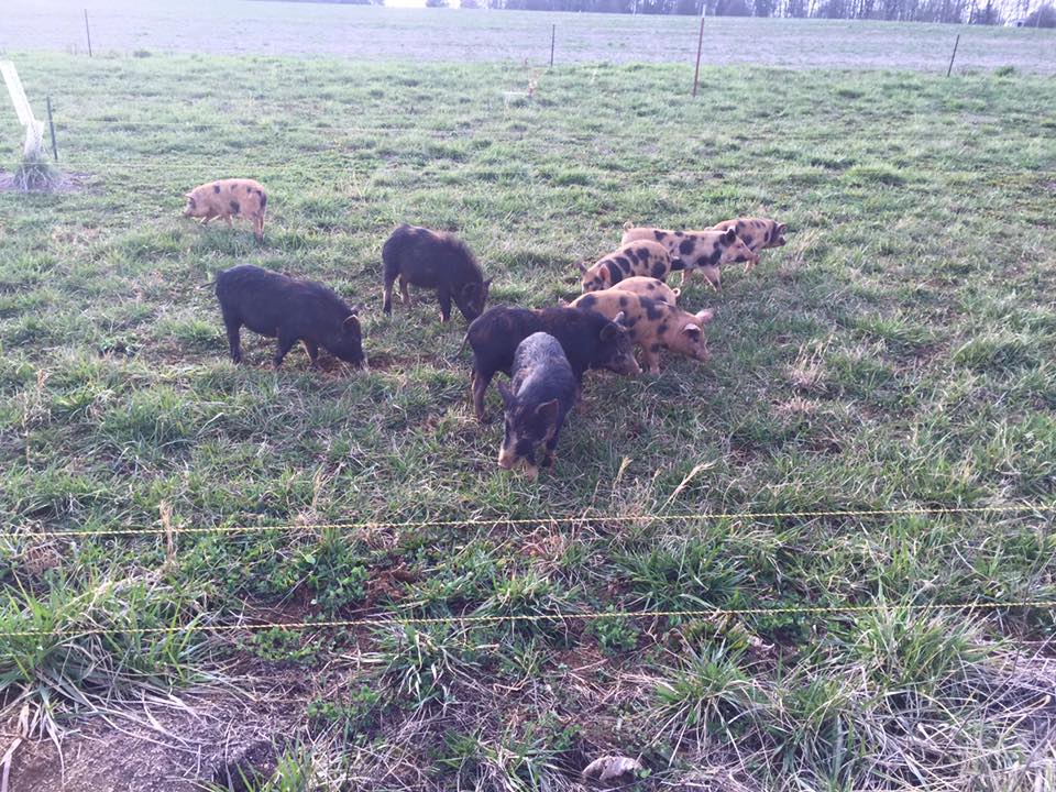 The Hogs have Arrived! | Chestnut Acres Farm